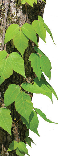 ChemMatters - December 2022 Leaves of Three … Let It Be