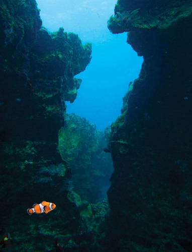 Creation - 2019 Volume 41, Issue 3 SUBMARINE CANYONS BIGGER THAN GRAND ...