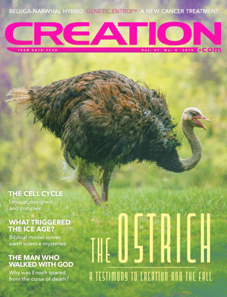 Creation - Issue Library