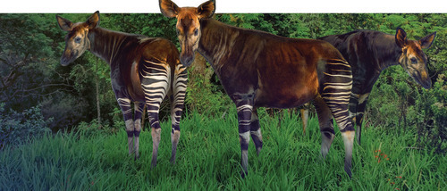 Creation - 2022 Volume 44 Issue 1 THE ELUSIVE OKAPI