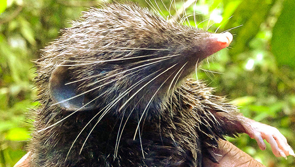 Creation - 2023 Volume 45 Issue 2 EVOLUTION CANNOT TAME THE HERO SHREW