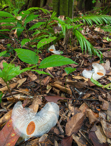 Creation - 2024 Volume 46 Issue 1 FLYING SUPER-SEEDS