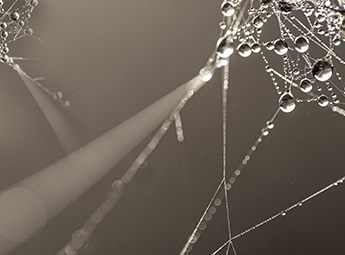 Creation - 2024 Volume 46 Issue 1 SPIDER SILK STRENGTH