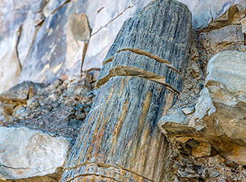 Creation - 2024 Volume 46 Issue 2 POLYSTRATE TREES & ‘FOSSIL FORESTS’ EXPLAINED BY FLOOD LOG MATS