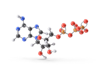 Creation - 2024 Volume 46 Issue 2 ATP SYNTHASE