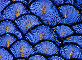 Creation - 2024 Volume 46 Issue 3 TRUE BLUE IN CREATION