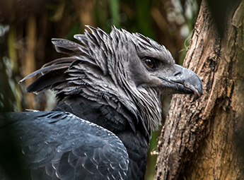Creation - 2024 Volume 46 Issue 3 THE FORMIDABLE HARPY EAGLE