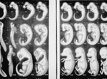 Creation - 2024 Volume 46 Issue 3 THE ‘YOLK SAC’
