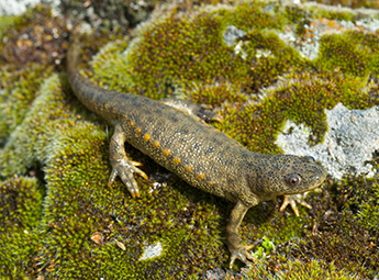 Creation - 2024 Volume 46 Issue 4 SPECIAL SPINY SALAMANDERS