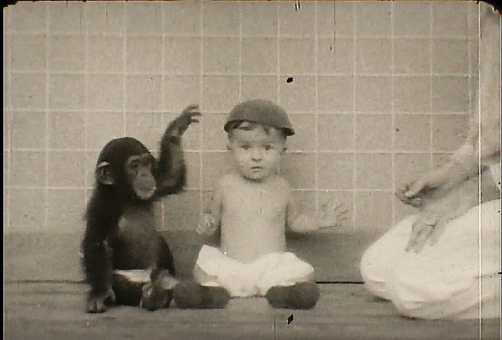 The Chimpanzee That Saved a Baby: A Story of Heroism and Mystery – New ...