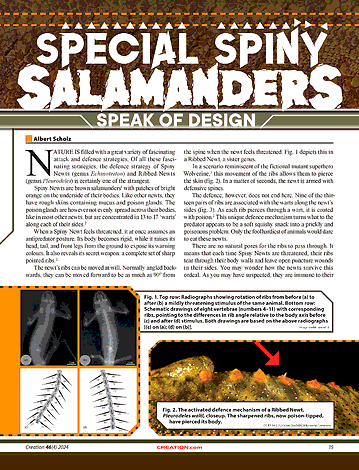 Creation - 2024 Volume 46 Issue 4