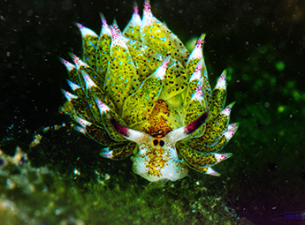 Creation - 2025 Volume 47 Issue 2 LITTLE LEAF SHEEP BIG DESIGN