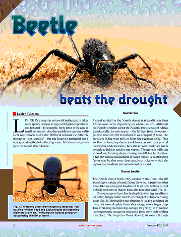 Creation - 2025 Volume 47 Issue 2