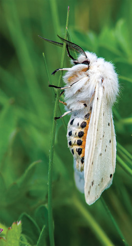 Creation - 2025 Volume 47 Issue 3 DEAF MOTHS ARE ACOUSTIC EXPERTS