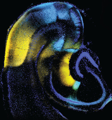 Science Magazine - June 4, 2021 In Science journals