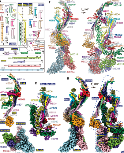 Science Magazine - June 4, 2021 Structures of the human Mediator and ...