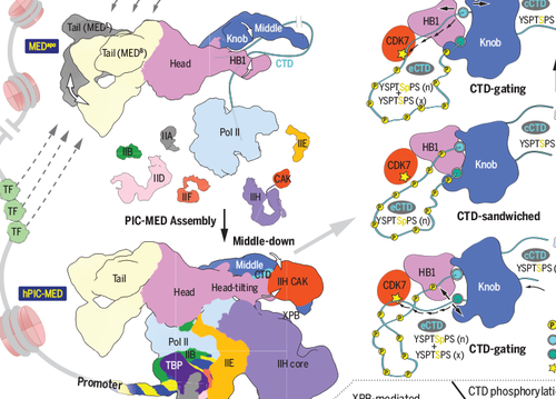 Science Magazine - June 4, 2021 Structures of the human Mediator and ...