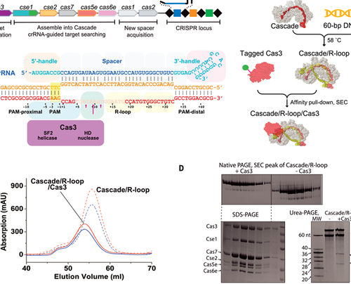 Science Magazine - July 6, 2018 Structure basis for RNA-guided DNA ...