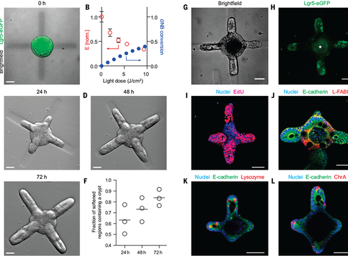Science Magazine - January 7, 2022 Tissue geometry drives deterministic ...