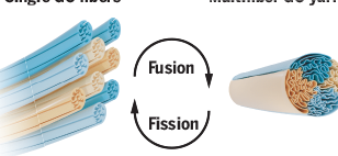 Science Magazine - May 7, 2021 Reversible fusion-fission fibers