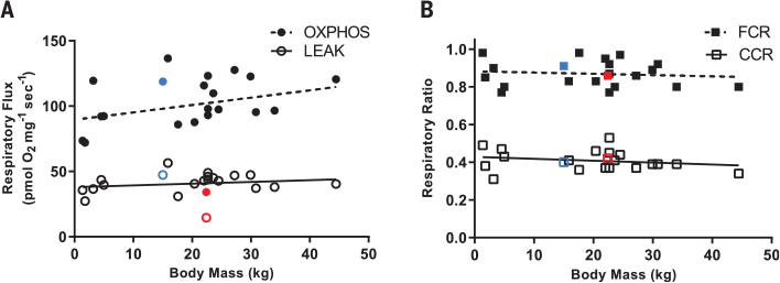 Science Magazine - July 9, 2021 Skeletal muscle thermogenesis enables ...