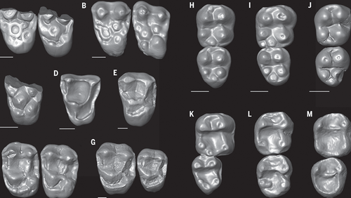 Science Magazine - April 10, 2020 A parapithecid stem anthropoid of ...