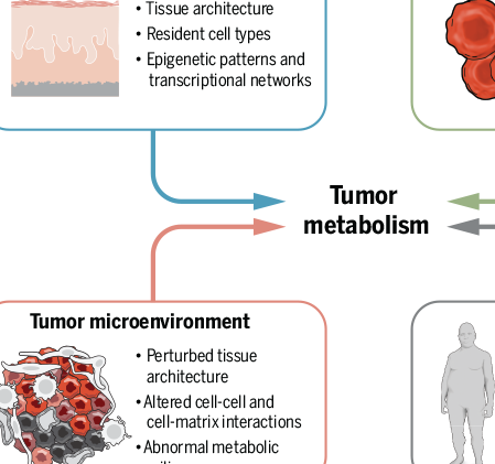 Science Magazine - April 10, 2020 Metabolic reprogramming and cancer ...