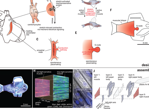 Science Magazine - February 11, 2022 An autonomously swimming biohybrid ...