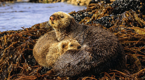 Science Magazine - June 12, 2020 Costs and benefits of living with ...