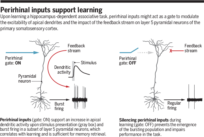 Science Magazine - December 18, 2020 A gatekeeper for learning