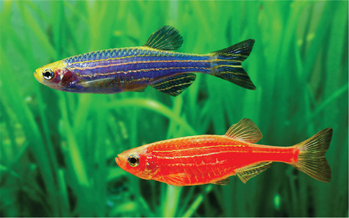 Science Magazine - February 18, 2022 Transgenic fish invades Brazilian ...