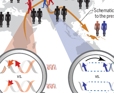 Science Magazine - October 18, 2019 Adaptive archaic introgression of ...