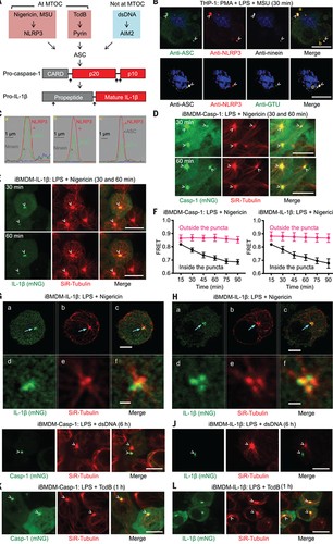 Science Magazine - September 18, 2020 HDAC6 mediates an aggresome-like ...