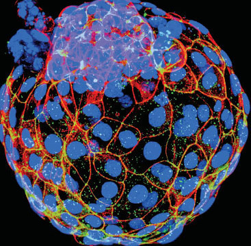 Science Magazine - March 19, 2021 Key human embryo stage mimicked in ...