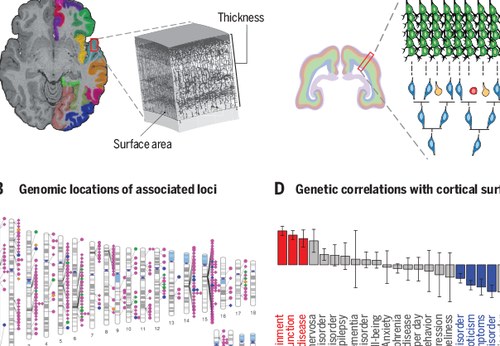 Science Magazine - March 20, 2020 The genetic architecture of the human ...