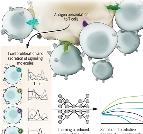 Science Magazine - May 20, 2022 T cell immune responses deciphered
