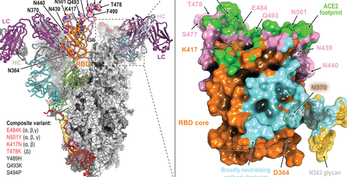 Science Magazine - January 21, 2022 Structural basis for continued ...