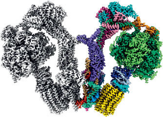 Science Magazine - June 21, 2019 Rotary substates of mitochondrial ATP ...
