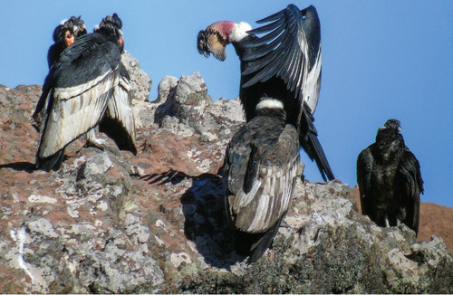 Science Magazine - March 26, 2021 Vulnerable Andean condors in steep ...
