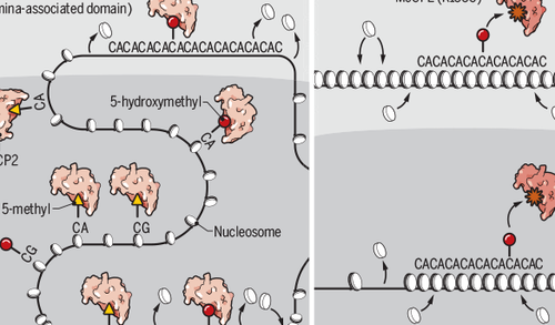 Science Magazine - June 25, 2021 Repeat after Me(CP2)!
