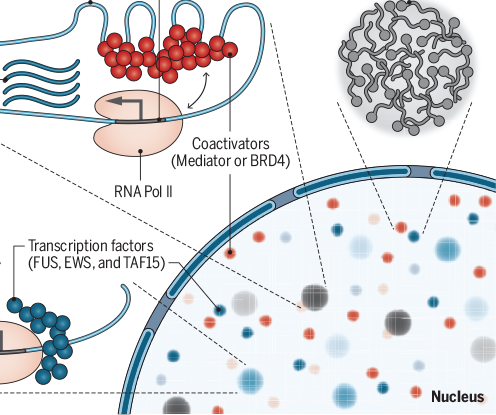 Science Magazine - July 27, 2018 Dynamic condensates activate transcription
