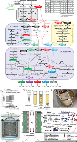 Science Magazine - August 28, 2020 A heterogeneous microbial consortium ...