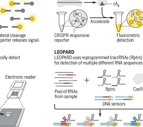 Science Magazine - May 28, 2021 CRISPR diagnostics