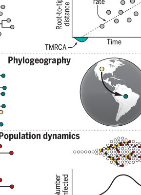 Science Magazine - January 29, 2021 Insights from SARS-CoV-2 sequences