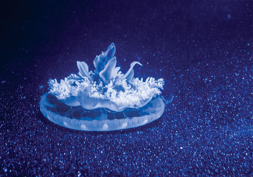 Science Magazine - October 29, 2021 The Simplest Of Slumbers