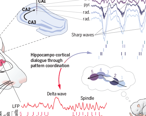 Science Magazine - October 29, 2021 Brain neural patterns and the memory function of sleep