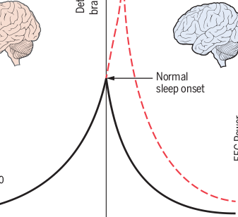 Science Magazine - October 29, 2021 The inescapable drive to sleep ...