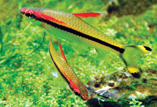 Tropical Fish Hobbyist - June 2011 Q & A freshwater