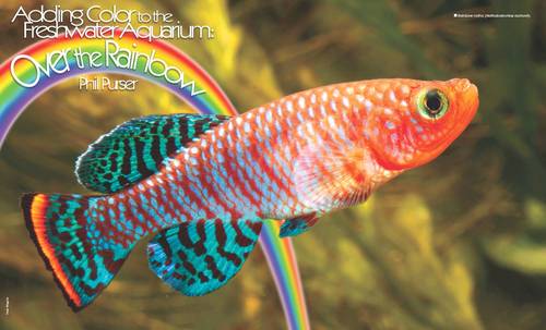 Tropical Fish Hobbyist - March 2013 Adding Color to the Freshwater ...