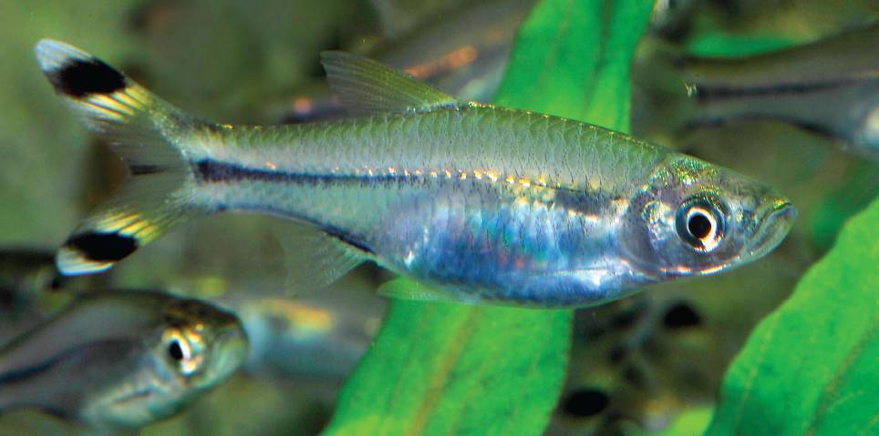 Scissortail Rasbora